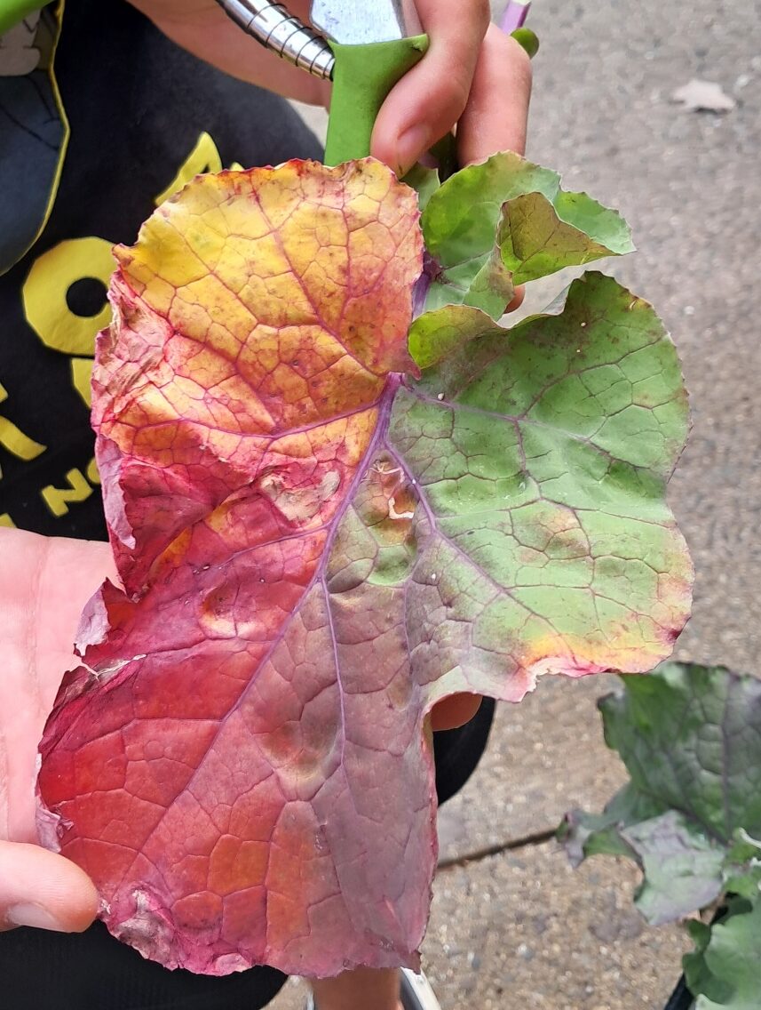 NFES Garden Thrives Under the Care of a Student from New Fairfield ...